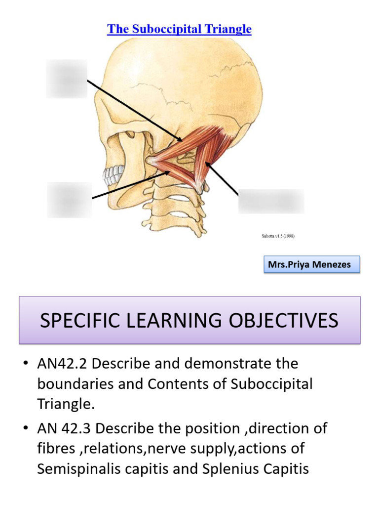 Suboccipital Triangle-PRIYA M | PDF | Vertebra | Human Head And Neck