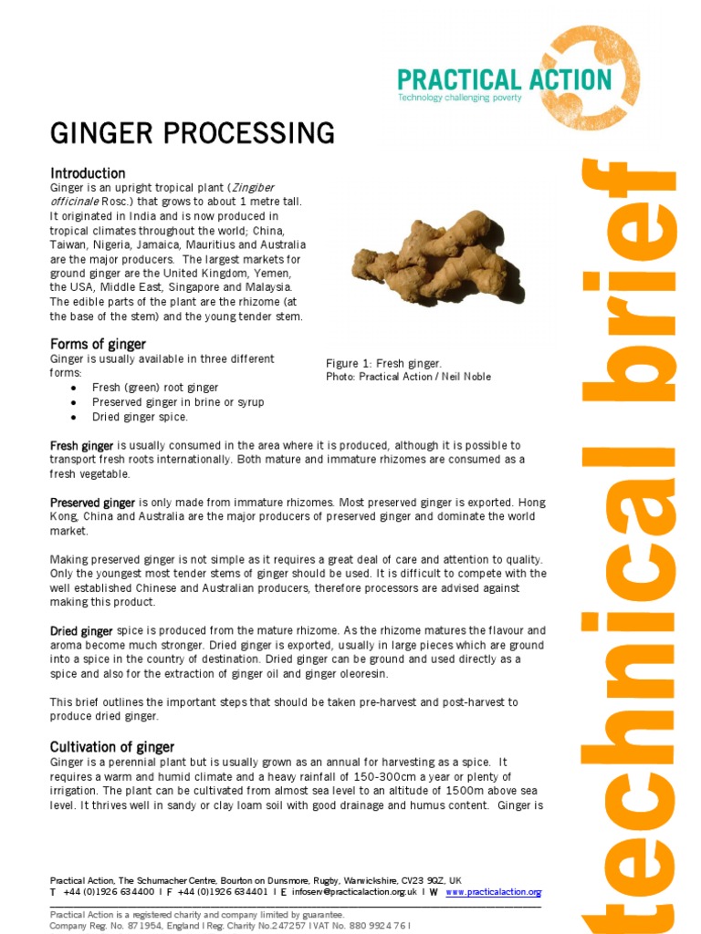 Ginger Processing: Photo: Practical Action / Neil Noble | PDF | Ginger ...