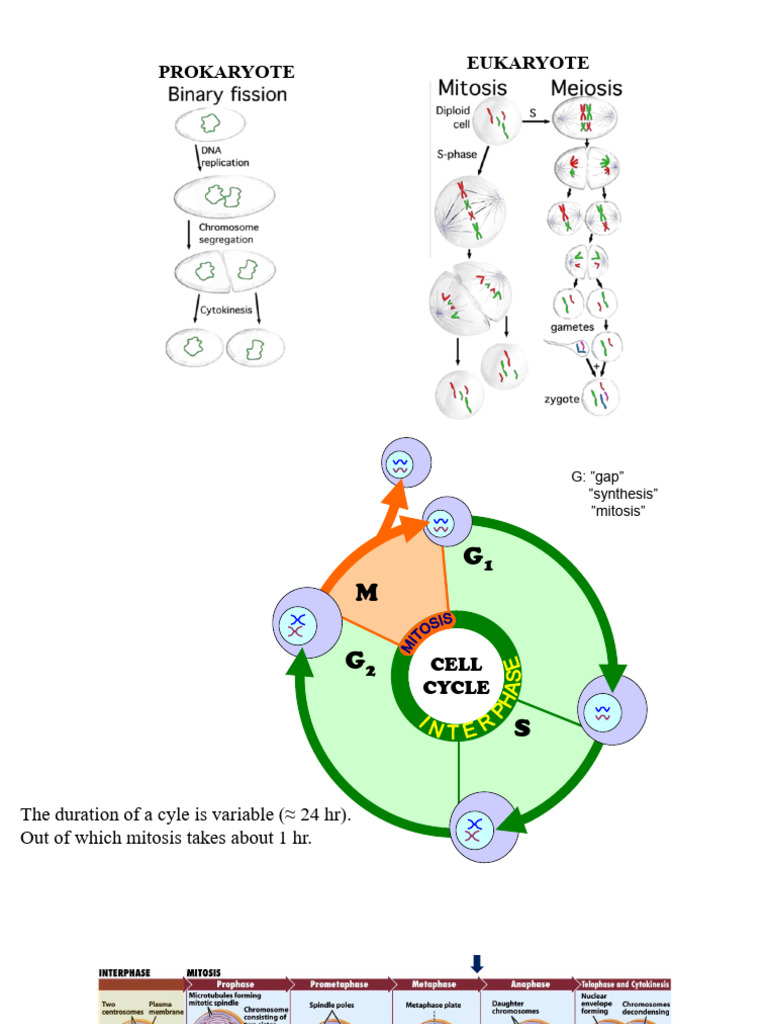 7. Control of Cell Cycle | PDF | Mitosis | Cell Cycle