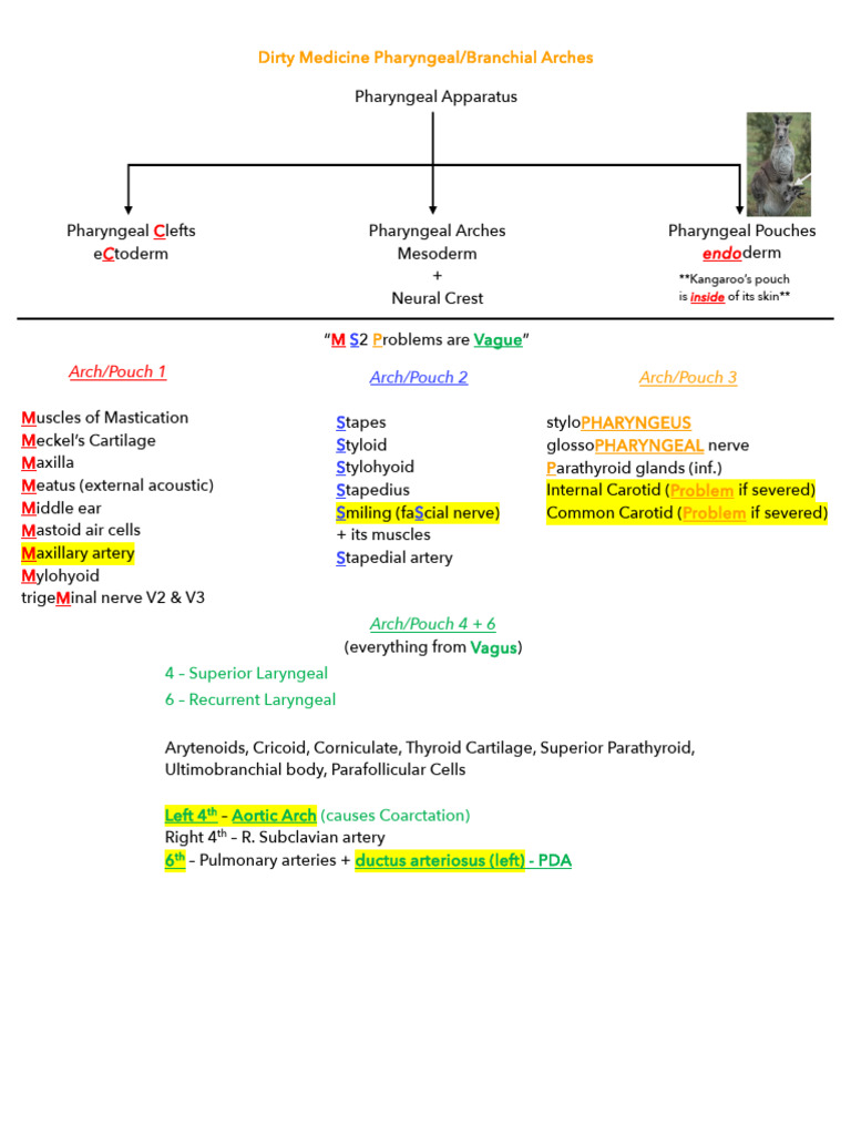 Pharyngeal Arches | PDF