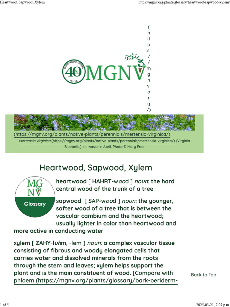 Anatoveg Madera Albura Duramen Turpentina Heartwood Sapwood Xylem | PDF