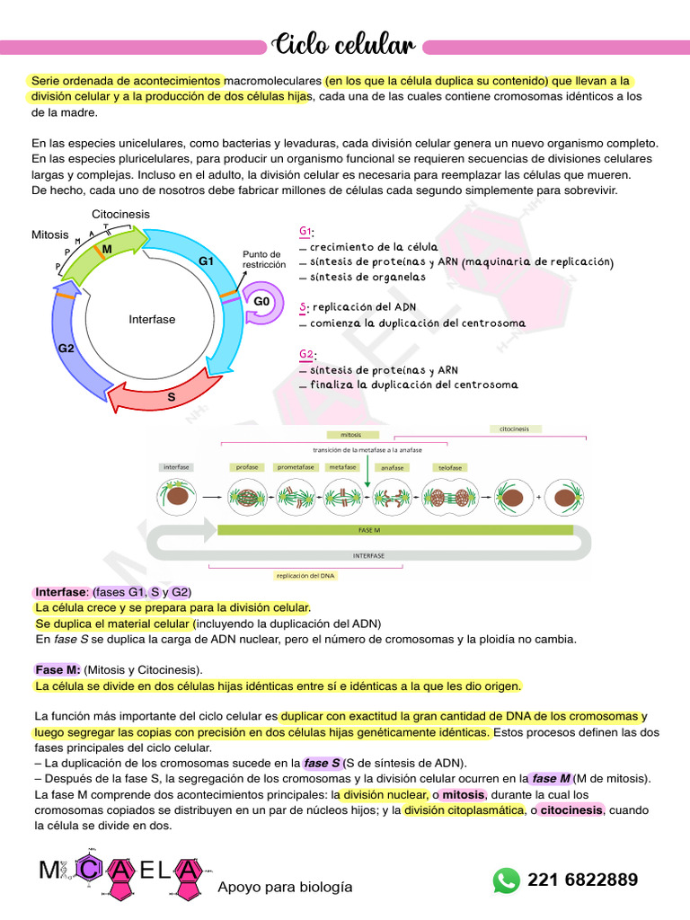 13 - Mini Apunte Ciclo Celular | PDF | Ciclo celular | Apoptosis