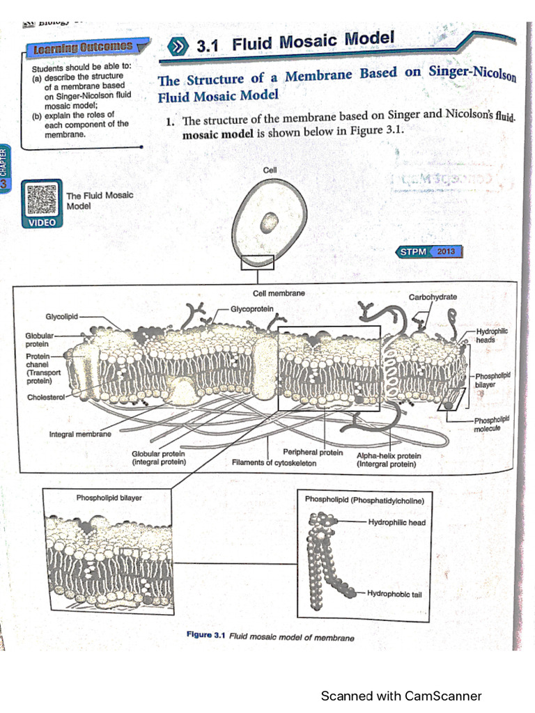 Fluid Mosaic Model | PDF