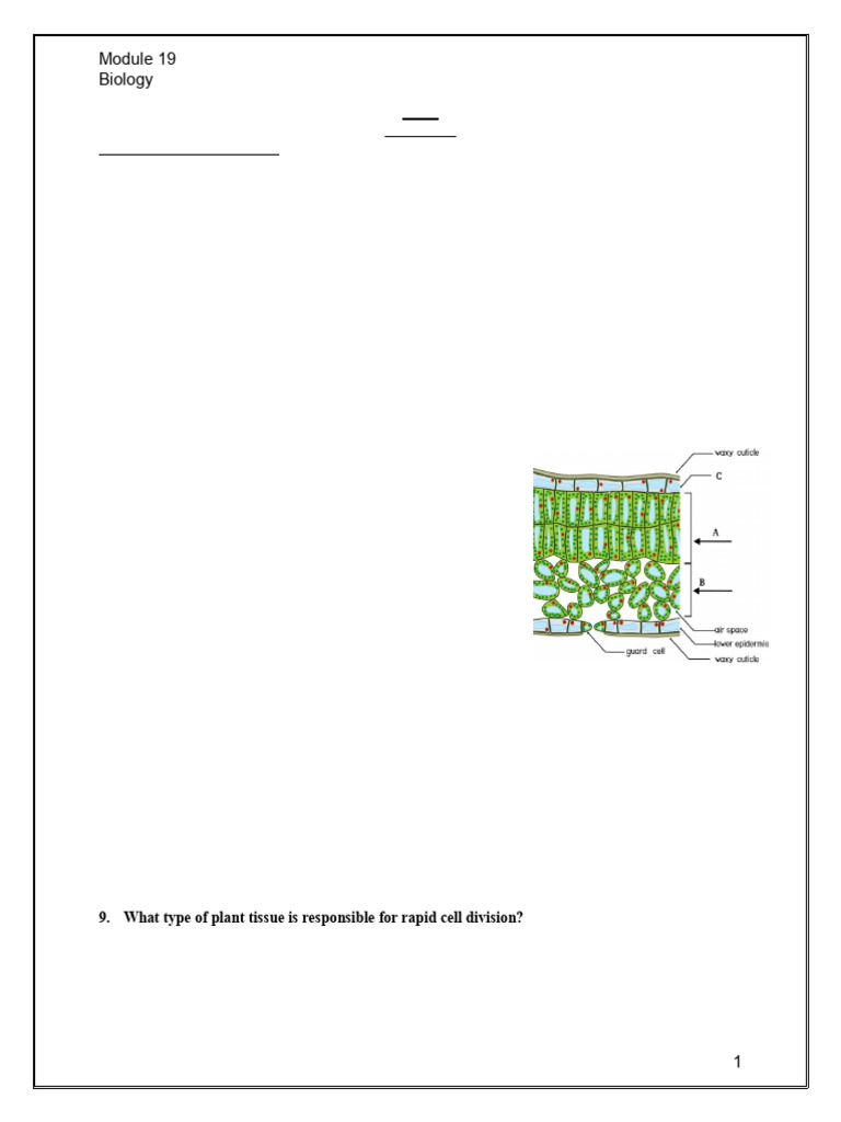 Plant Structure&Function Homework Sheet | PDF | Tissue (Biology) | Leaf