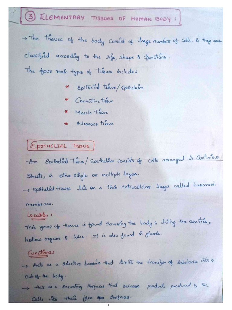 Elementary Tissues of Human Body | PDF