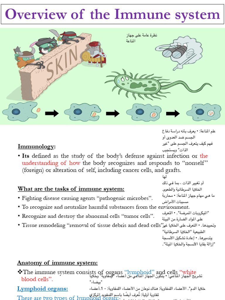 1-Overview of Immune System | PDF | Immune System | Adaptive Immune System