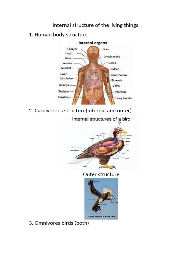 Internal Structure of The Living Things | PDF