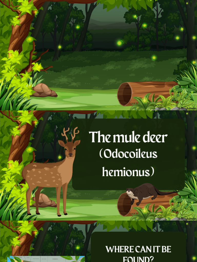 Exploring Temperate Forest Habitats | PDF