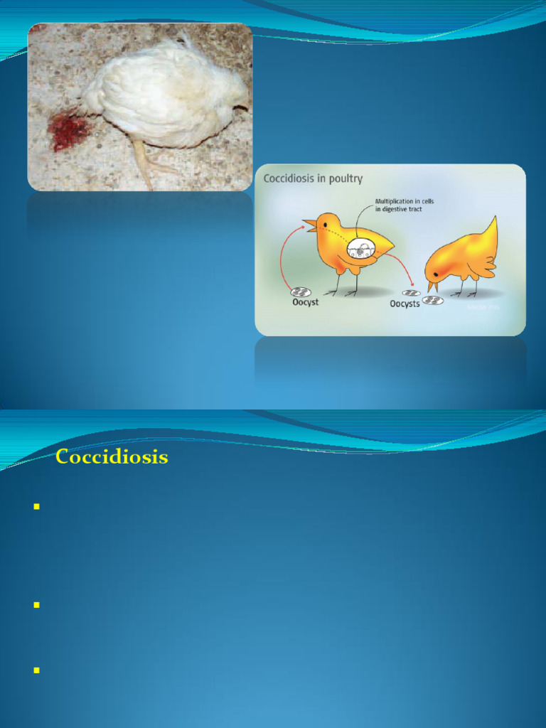 Coccidiosis Poultry | PDF | Microbiology | Medical Specialties