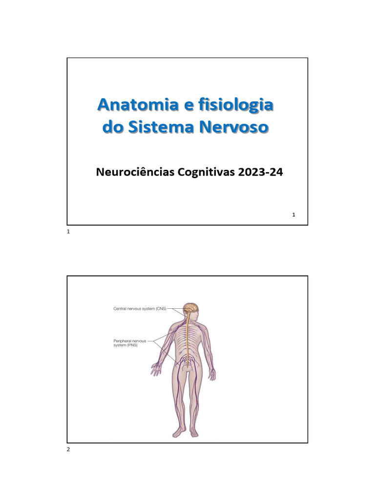 Aula T1 Anatomia e Fisiologia Do Sistema Nervoso | PDF | Neurônio ...
