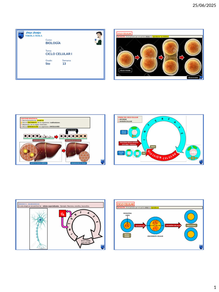 13. Ciclo Celular i - Mitosis-5to | PDF | Mitosis | Cromosoma