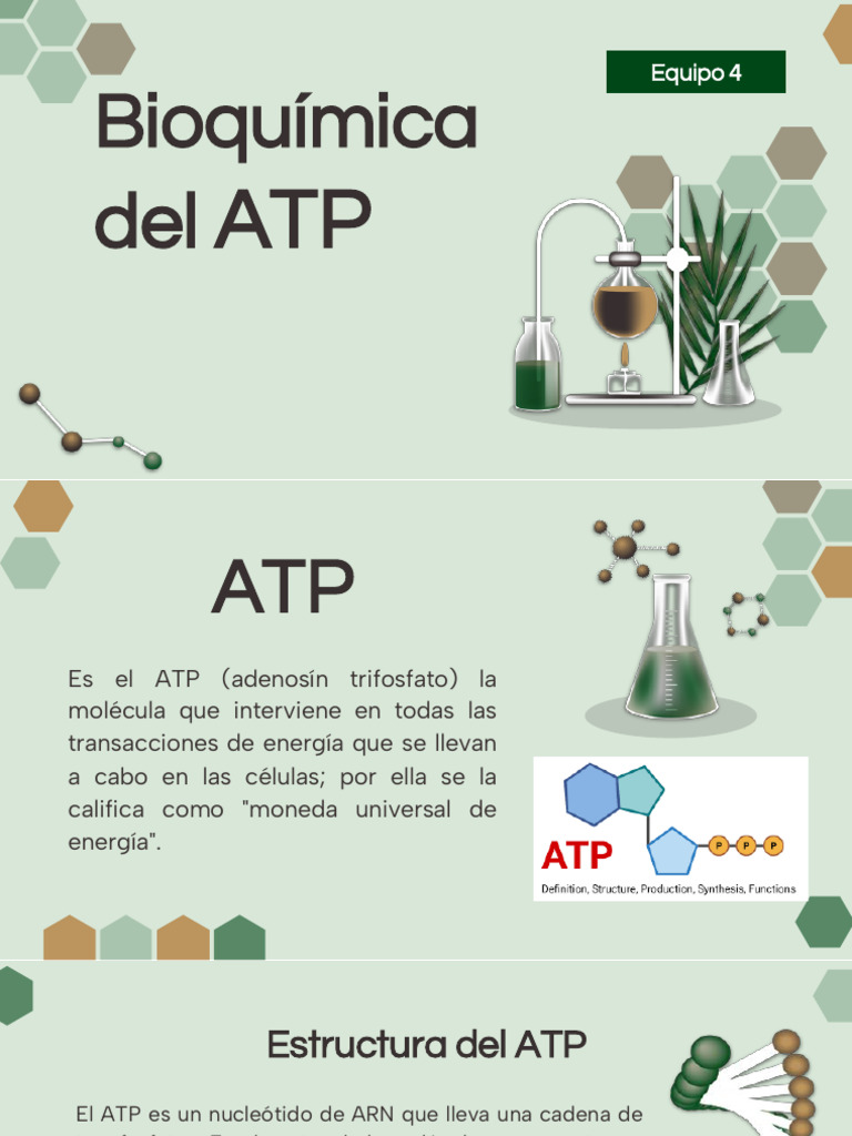 Bioquímica Del ATP Equipo 4 | PDF | Trifosfato de adenosina ...