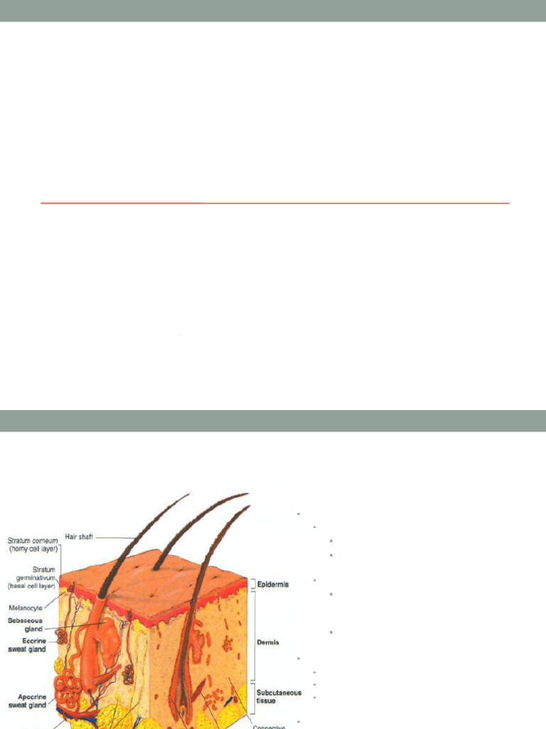 Assessment of Skin, Hair, and Nails - 240728 - 114613 | PDF | Skin ...