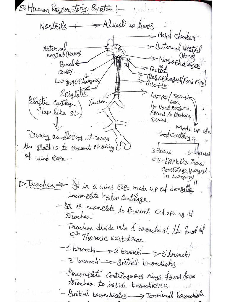Human Respiratory System, Steps in Breathing, Trasport of gases This ...