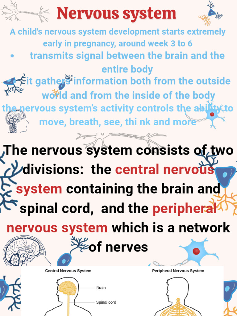 Nervous System Ppt 1 | PDF | Central Nervous System | Nervous System