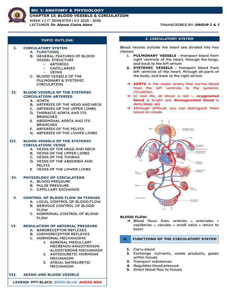#3 Blood Vessels & Circulation (Doc Almo) | PDF | Vein | Aorta