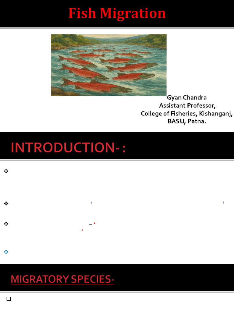 Fish Migration and Tagging | PDF | Fish