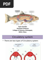Fish Circulation: Gill and Systemic Flow | PDF | Heart | Artery