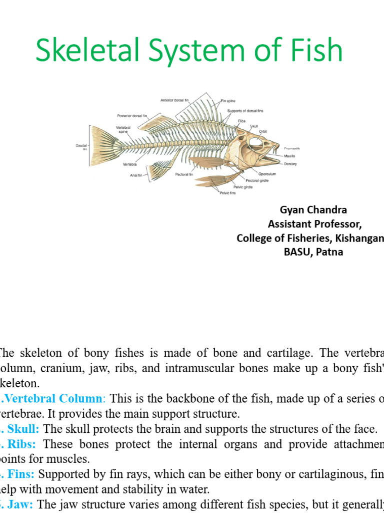 Skeletal System of Fish | PDF | Skeleton | Skull