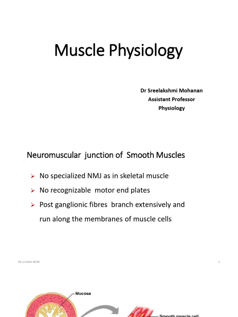 Muscle Class 5-2024mbbs | PDF | Muscle Contraction | Neuromuscular Junction