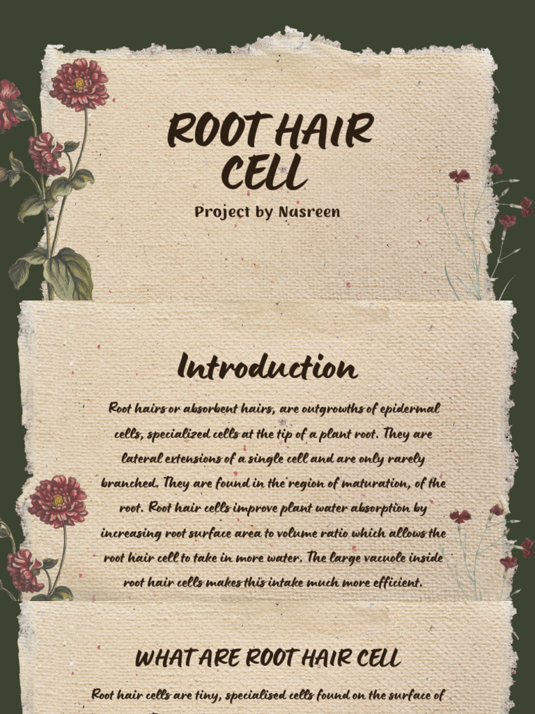Root Hair Cell - 20251203 - 200927 - 0000 | PDF | Cell (Biology) | Root