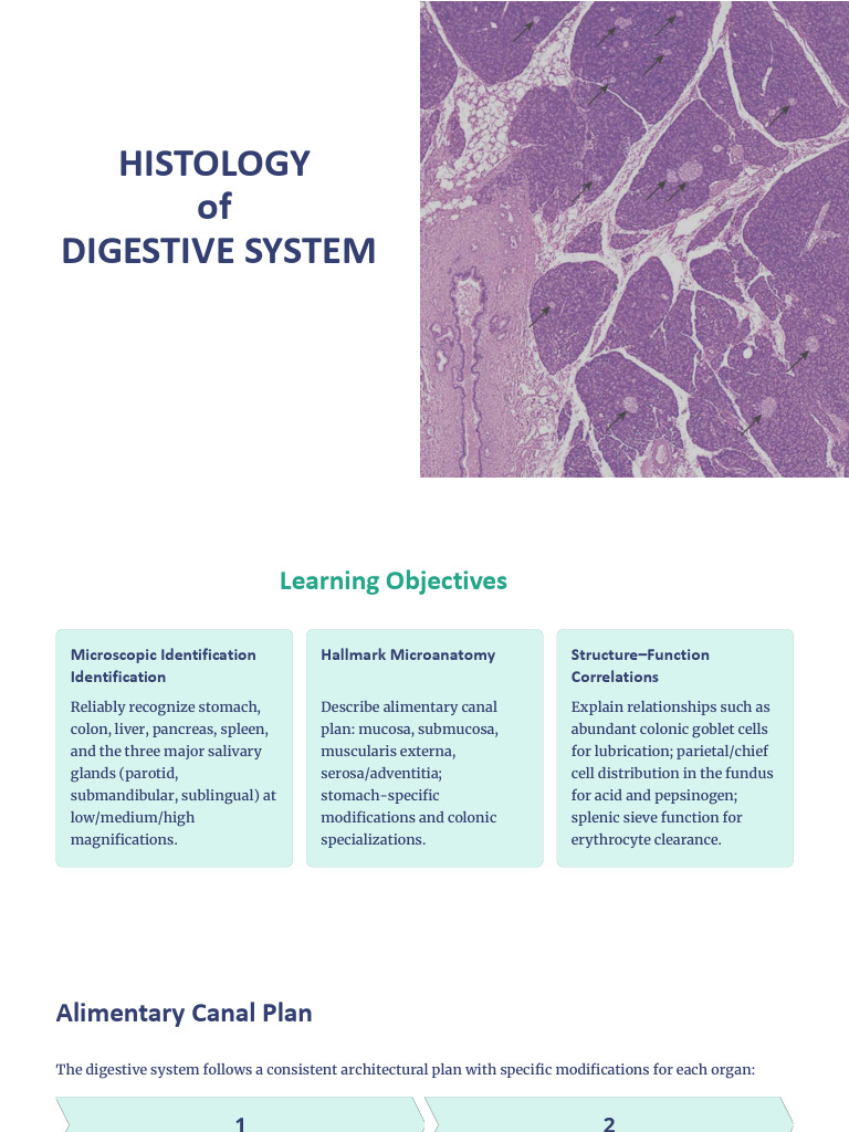 Histology Digestive System | PDF | Stomach | Liver