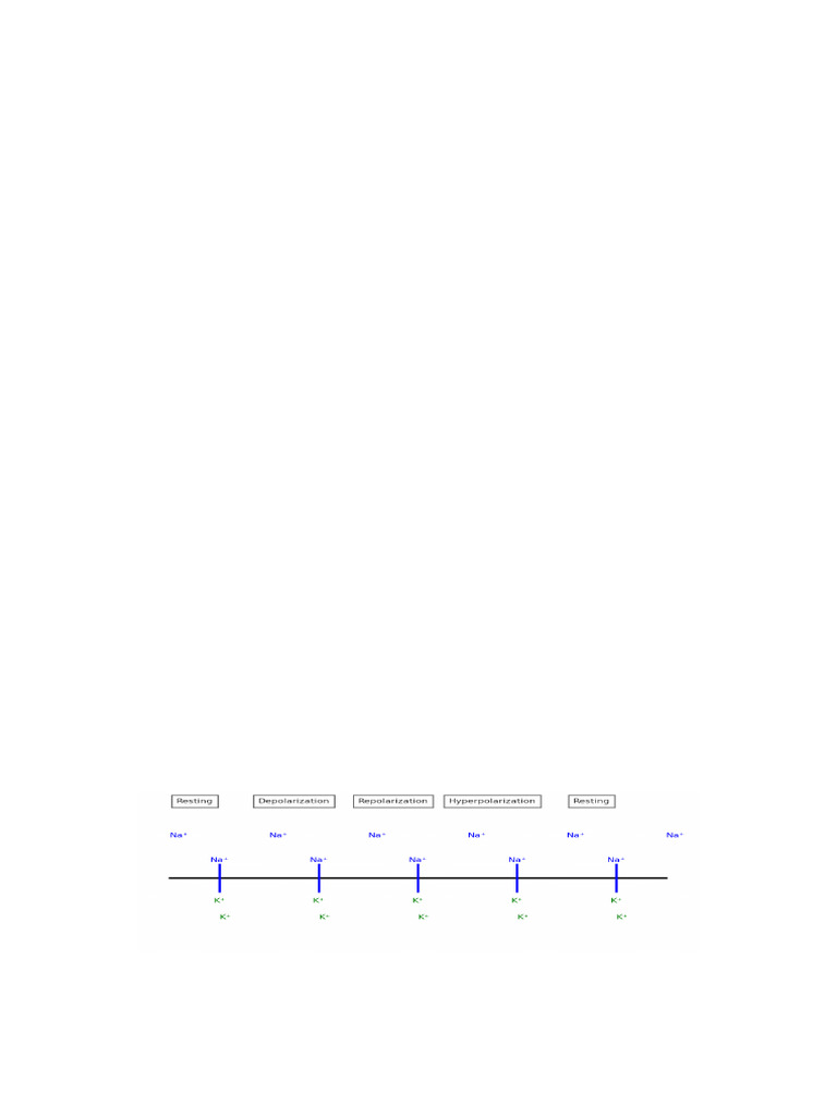 Action Potential Classroom Activity With Diagram | PDF