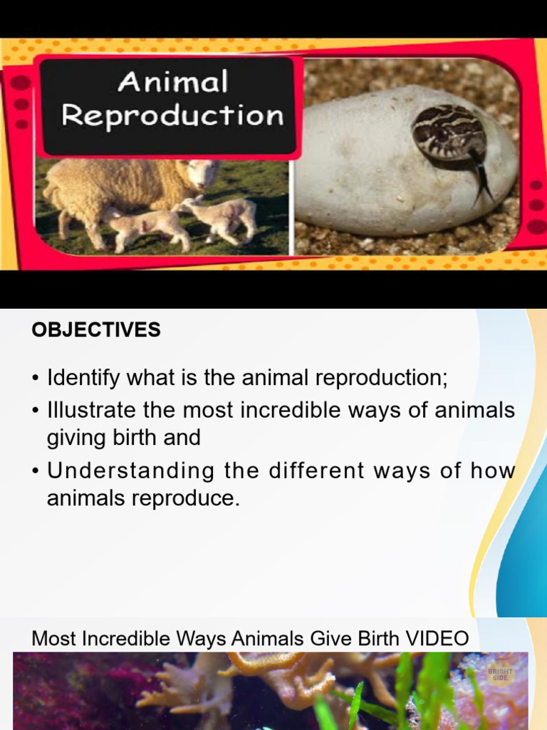 Animal Reproduction Powerpoint | PDF | Fertilisation | Sexual Reproduction