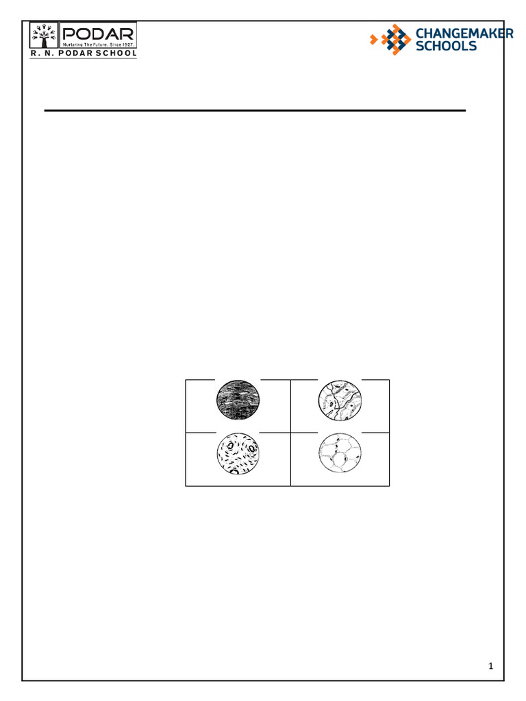 Class 9 Biology- Tissues - Animal Tissues - Answer Key | PDF | Muscle ...