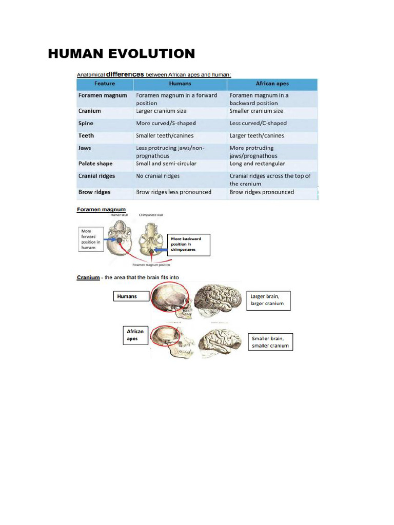 Human Evolution | PDF
