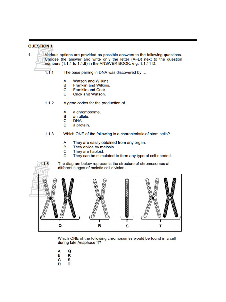 Dna, Mitosis and Meiosis | PDF