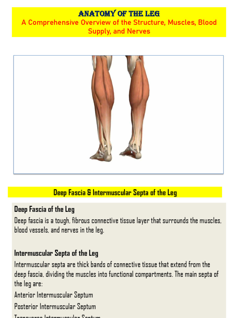 L4W2 Anatomy of Leg | PDF | Human Leg | Foot