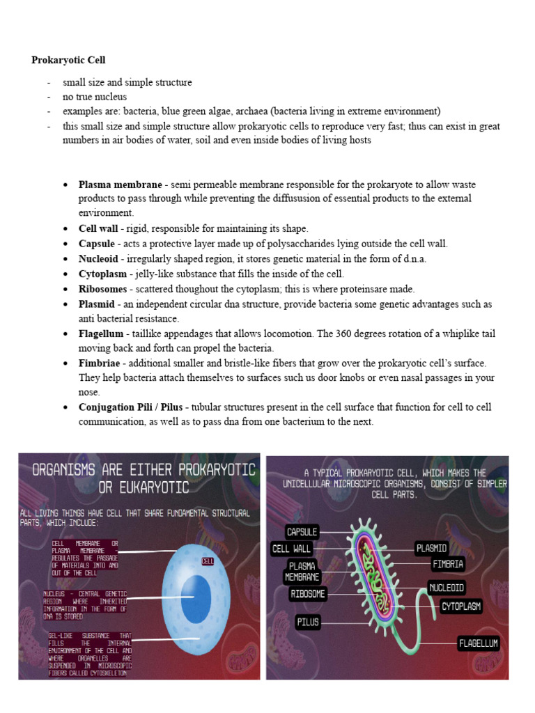 Prokaryotic Cell | PDF