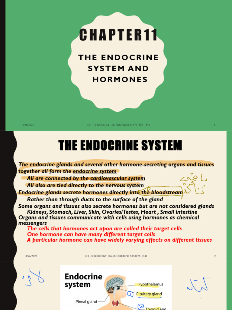 Chapter 11 - Endocrine System | PDF | Endocrine System | Hormone