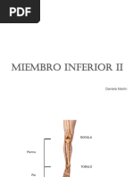 Anatomía y límites del triángulo de Scarpa | PDF | Anatomía del miembro ...
