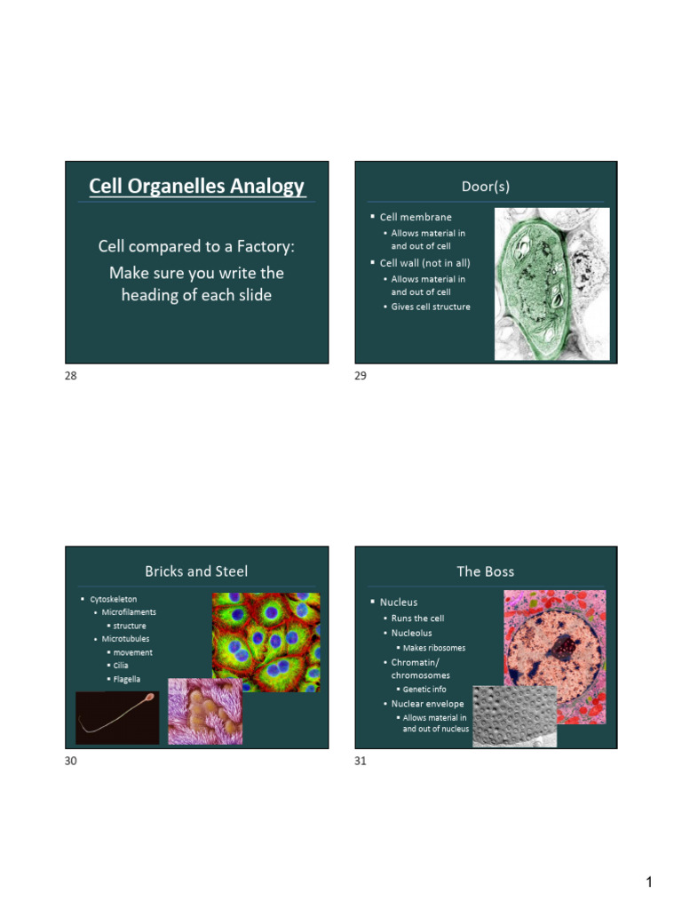Cell Organelle Notes (9-29) | PDF | Cell (Biology) | Endoplasmic Reticulum