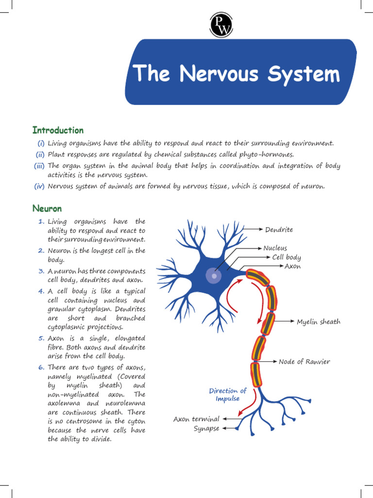 Biology - Nervous System Notes & CYQs | PDF | Neuron | Central Nervous ...