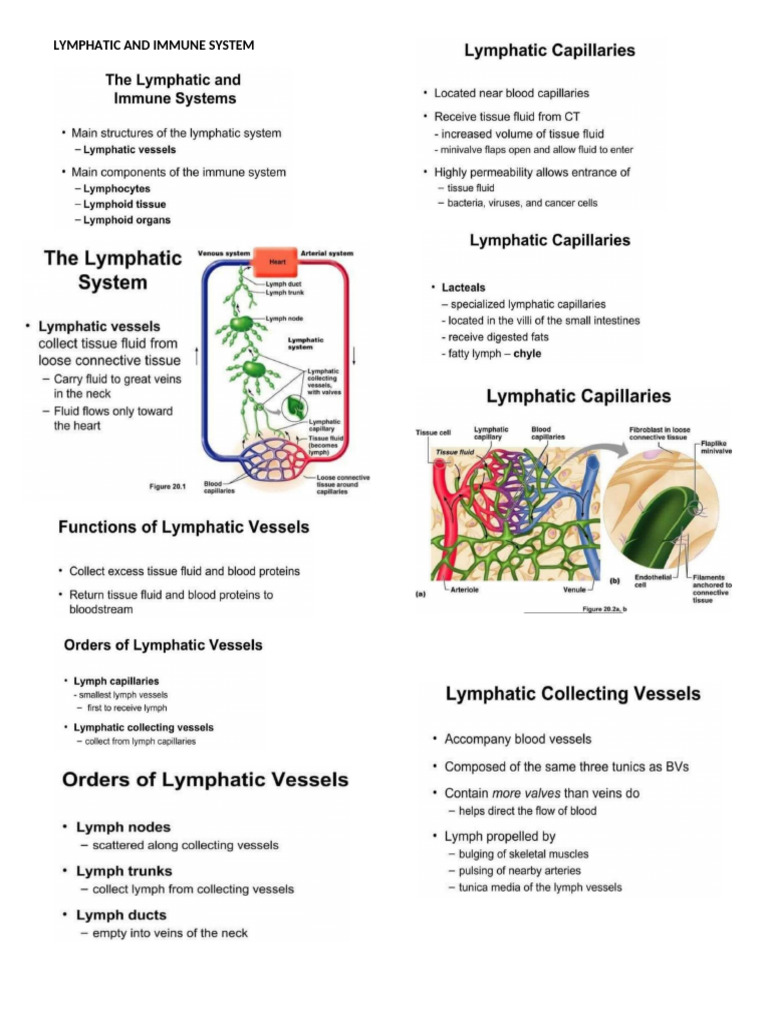 Lymphatic and Immune System | PDF