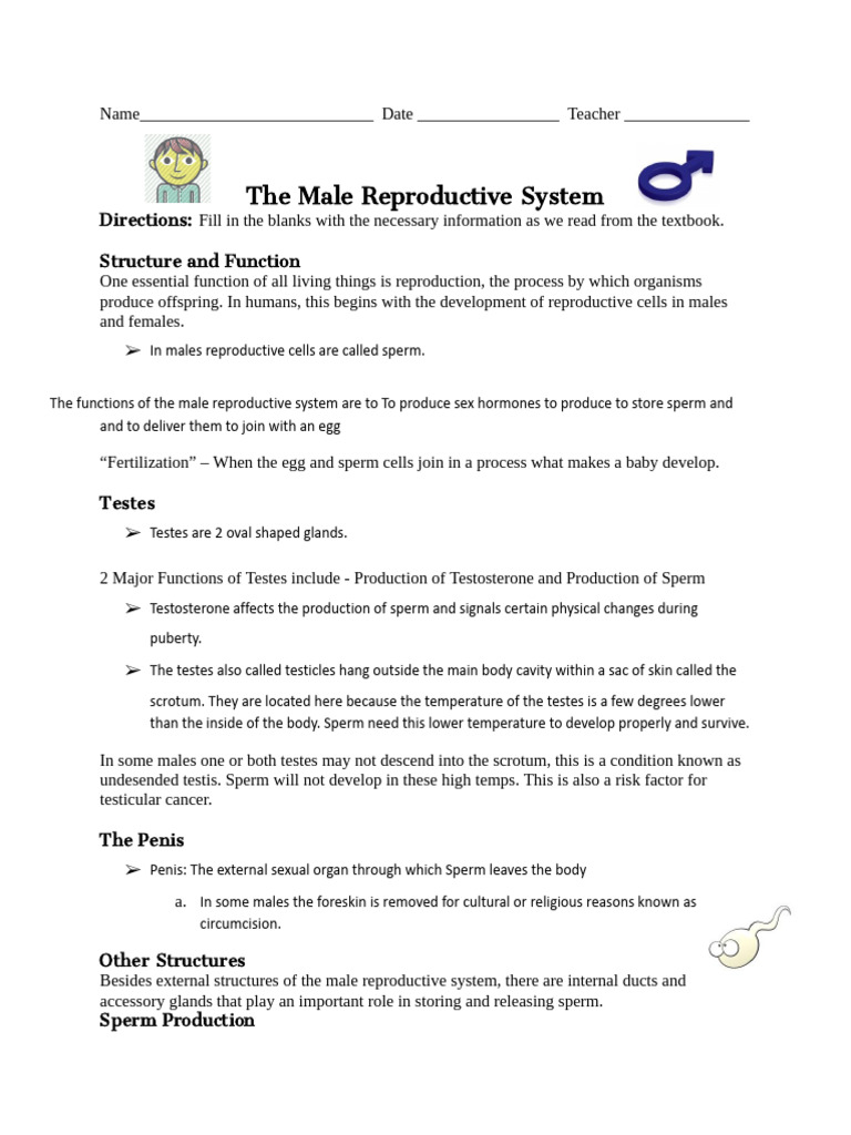 Shyam Sriram - LZ Male Reproductive System Blank Outline - Google Docs ...