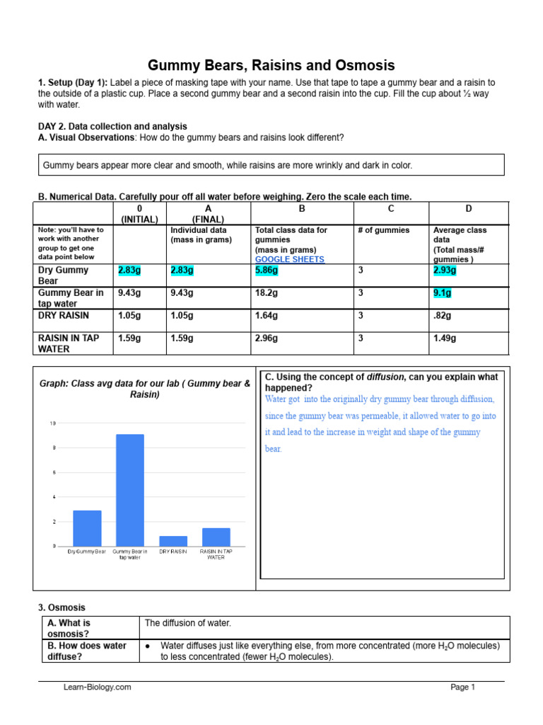 Gummy Bear Osmosis Lab | PDF | Osmosis | Biology