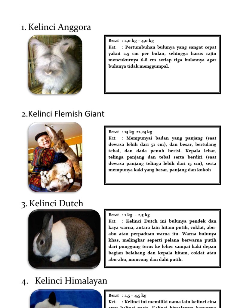 Jenis dan Perawatan Kelinci Anggora | PDF | Memasak, Makanan, & Anggur ...