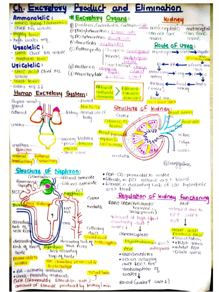Excretion and Osmoregulation | PDF | Kidney | Physiology