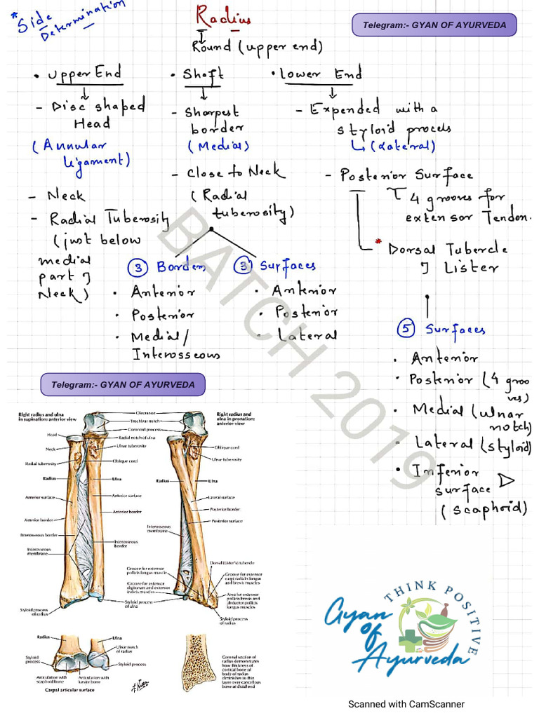 Radius (Bone and Attachments) Flow Chart | PDF
