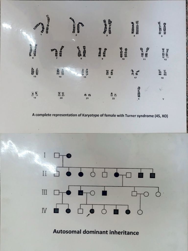 Genetic Chart | PDF
