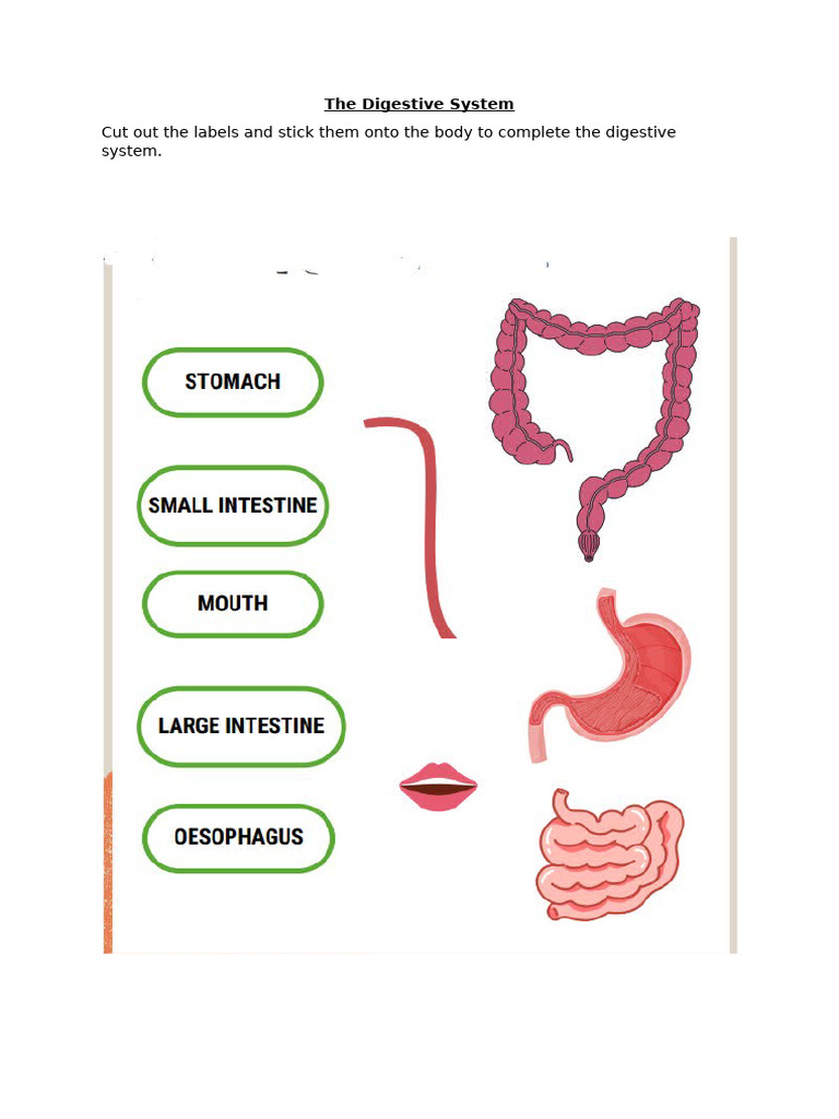 The Digestive System - Intermediate | PDF
