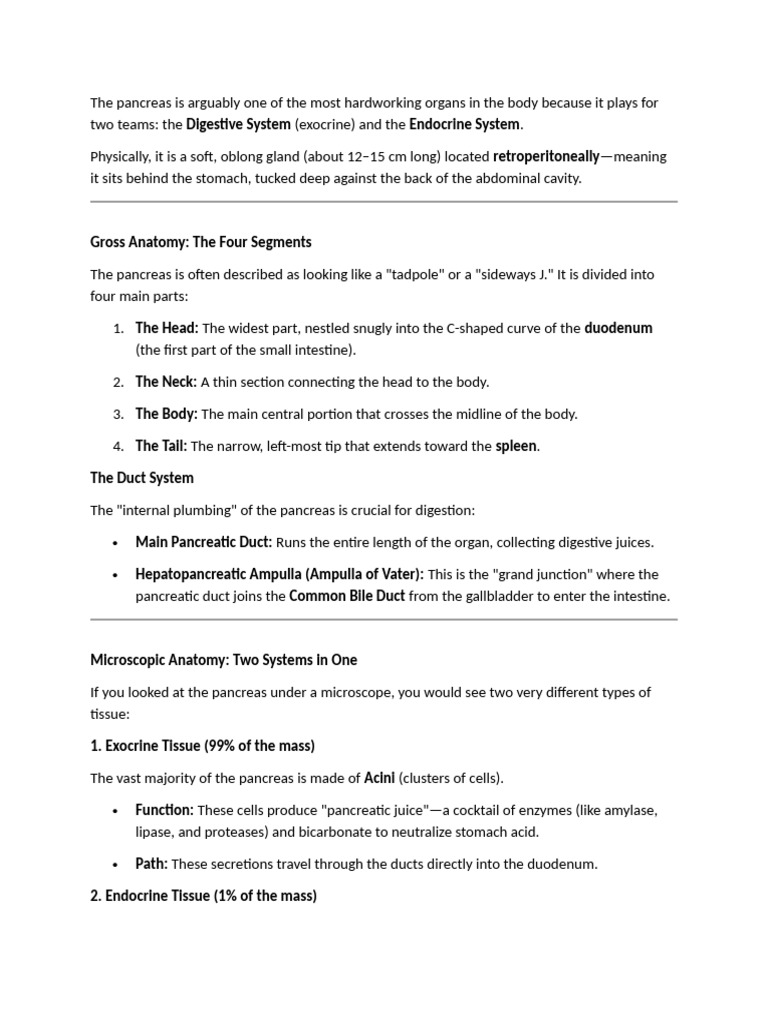 Pancreas Anatomy | PDF