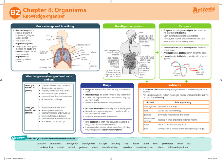 Organisms Knowledge Organiser | PDF | Digestion | Respiratory System
