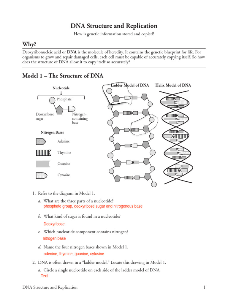 Copy of 18 DNA Structure and Replication-S | PDF | Dna | Dna Replication