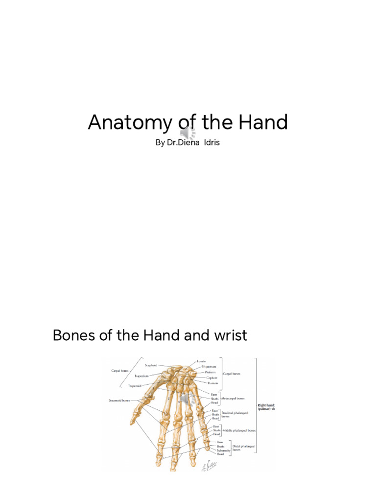 Anatomy of Hand | PDF | Hand | Thumb