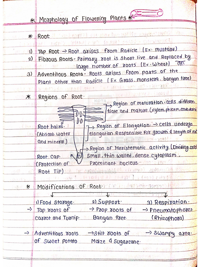 [@Urstrulyrm]Marphology of Flowering Plant Kota Neet Notes | PDF